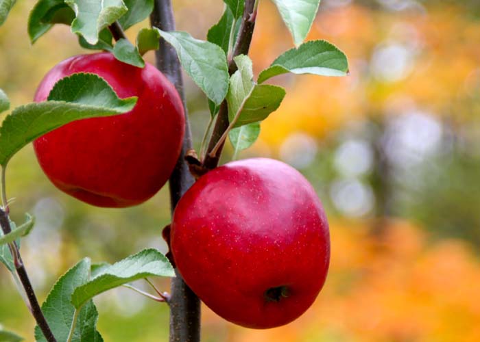Sages Apples Fruits We Grow
